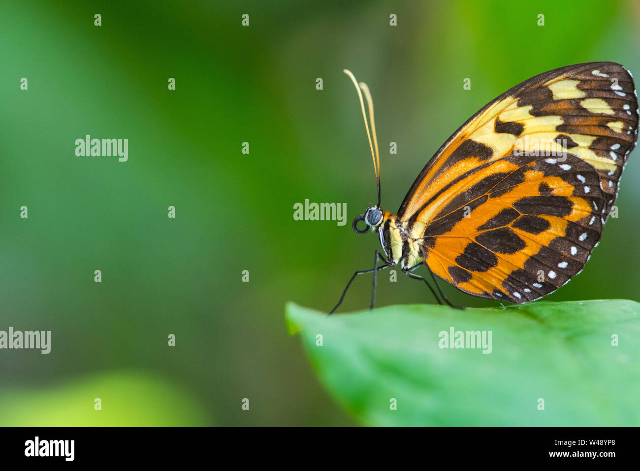 Fragile butterfly wings hi-res stock photography and images - Alamy