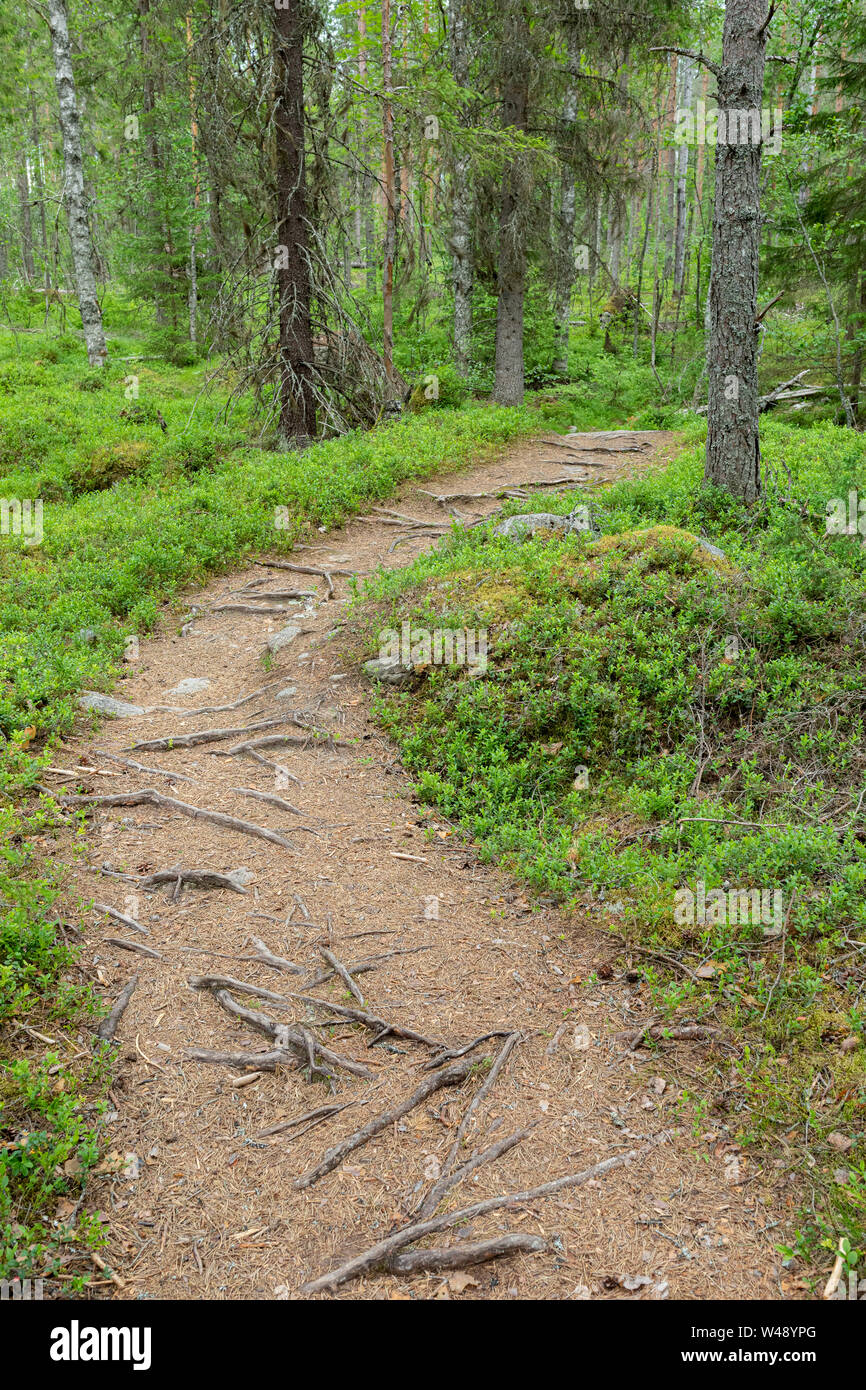 Small path trail in Finnish forest nature landscape Stock Photo - Alamy