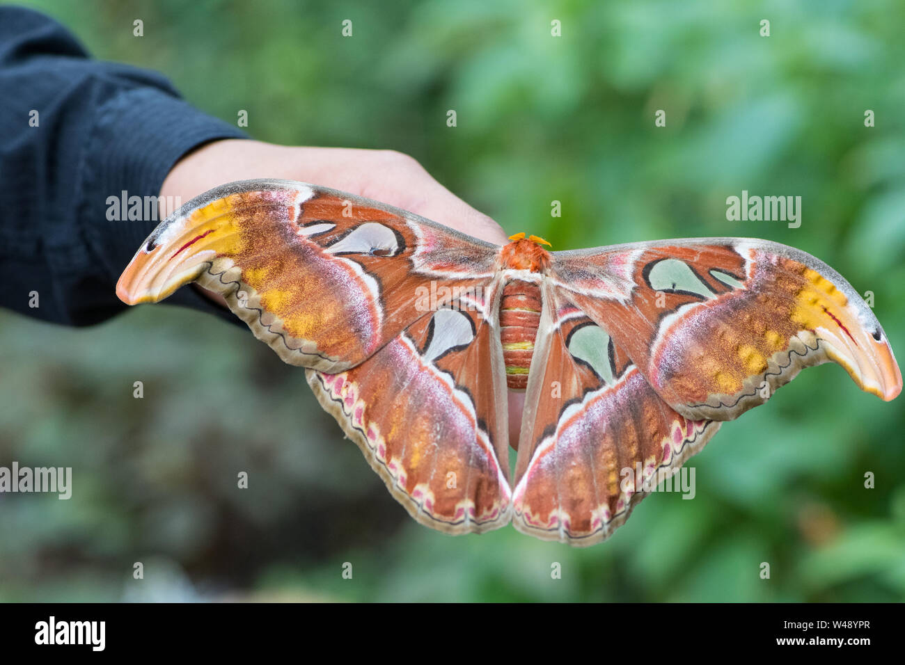 Macro brown moth resting hi-res stock photography and images - Alamy