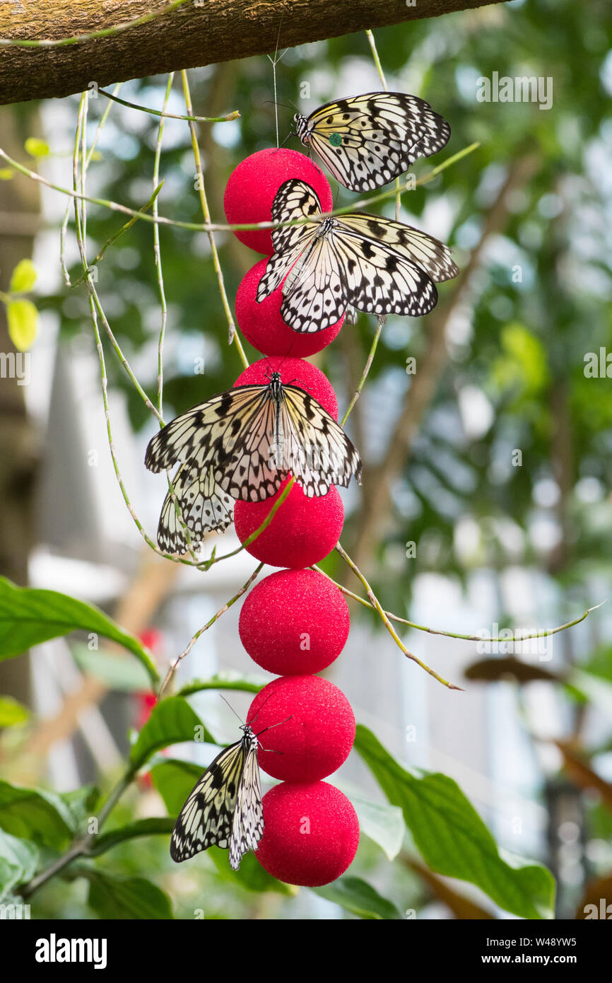Gardens butterflies hi-res stock photography and images - Alamy