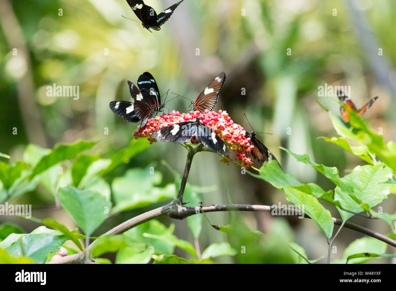Group of butterflies hi-res stock photography and images - Alamy
