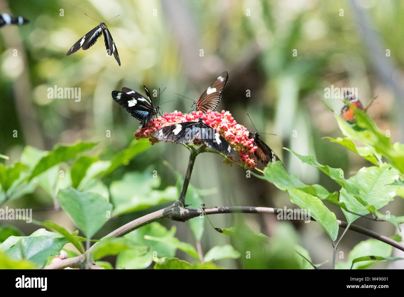 group of butterflies in flight Stock Photo - Alamy