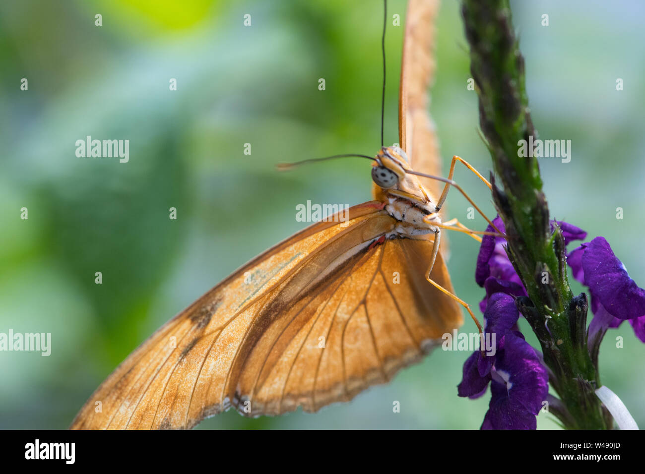 butterfly at rest Stock Photo - Alamy