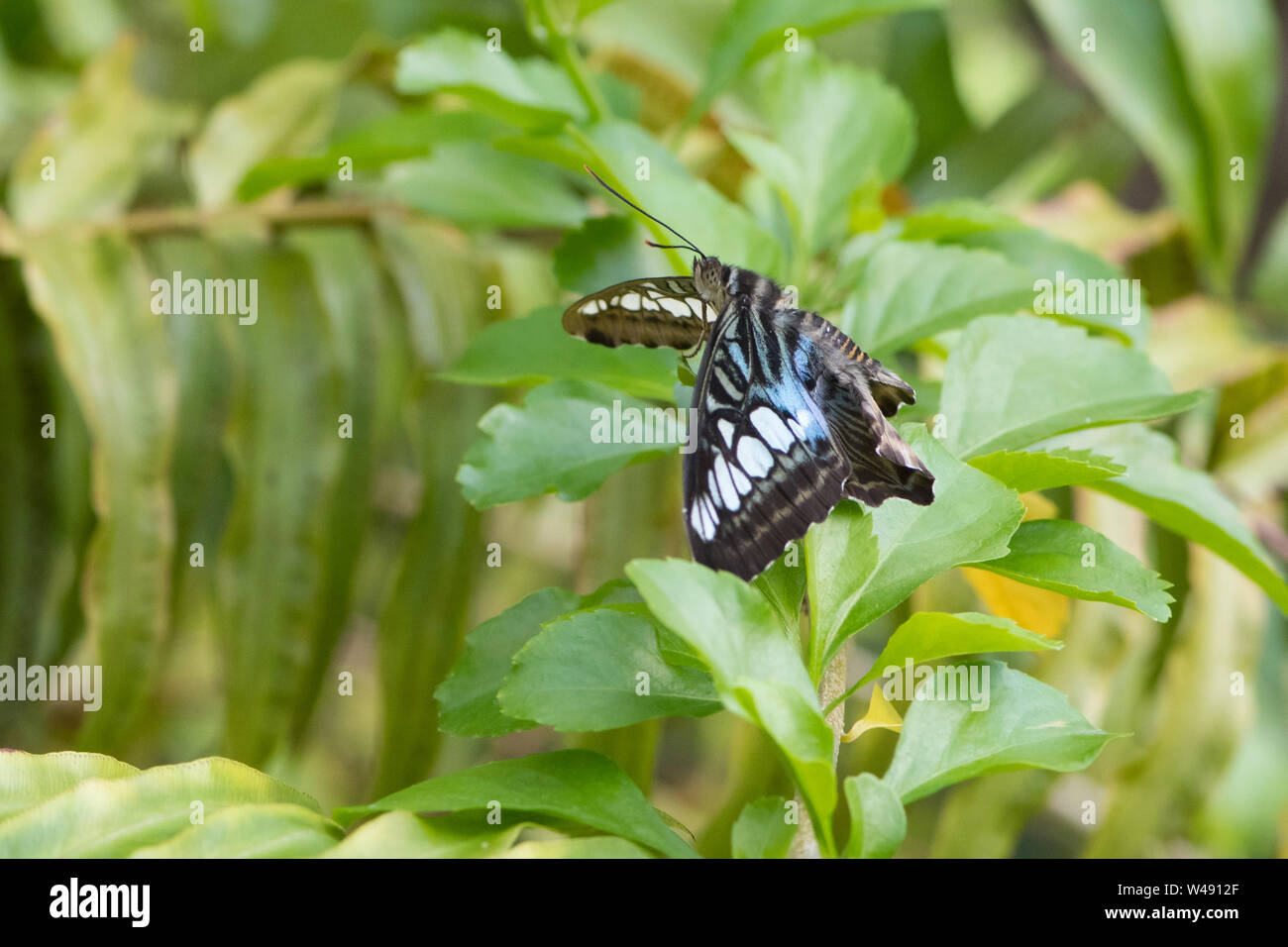 Pretty butterfly up close hi-res stock photography and images - Alamy