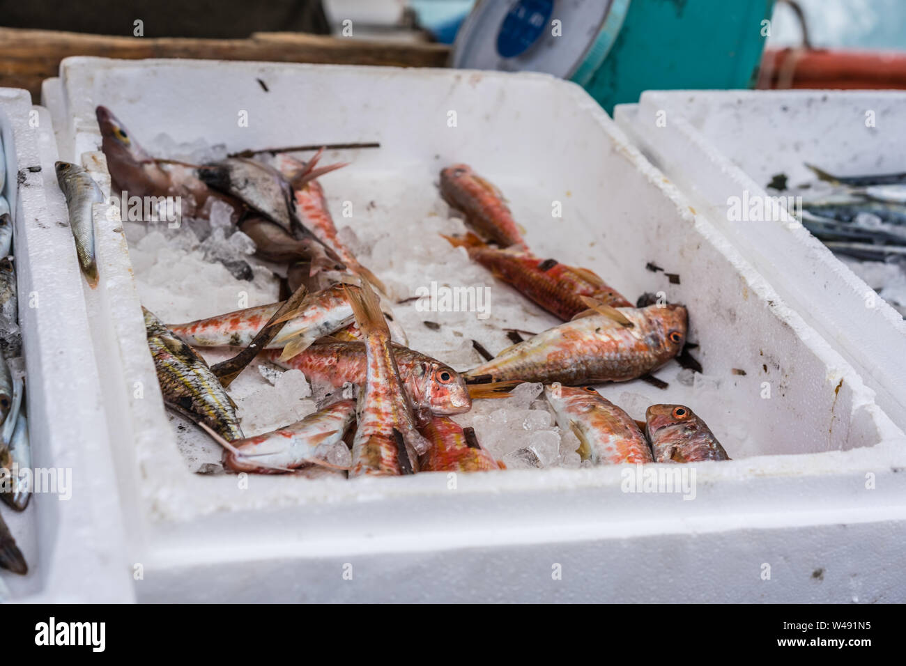 Styrofoam boxes of tiny freshly caught fish on a fishermen boat in ...