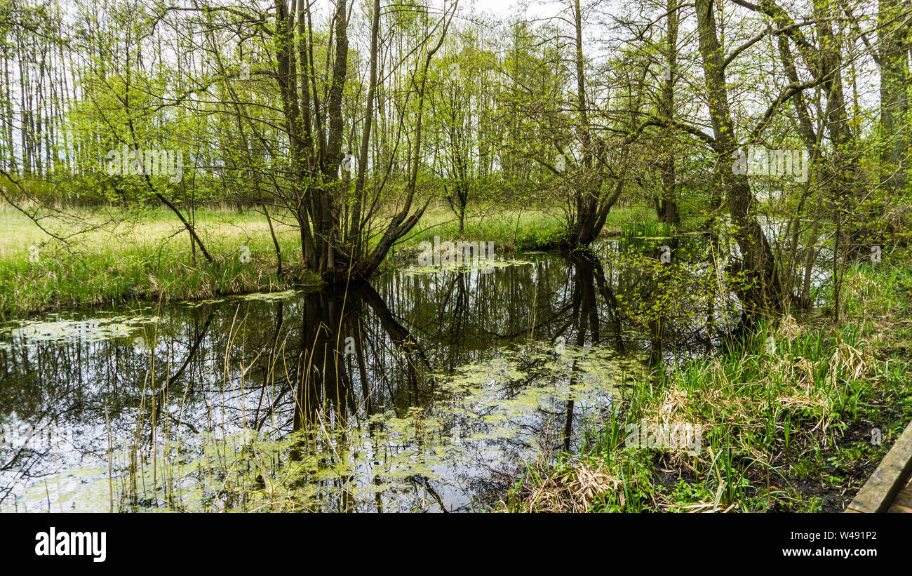 river in the swamp Stock Photo - Alamy