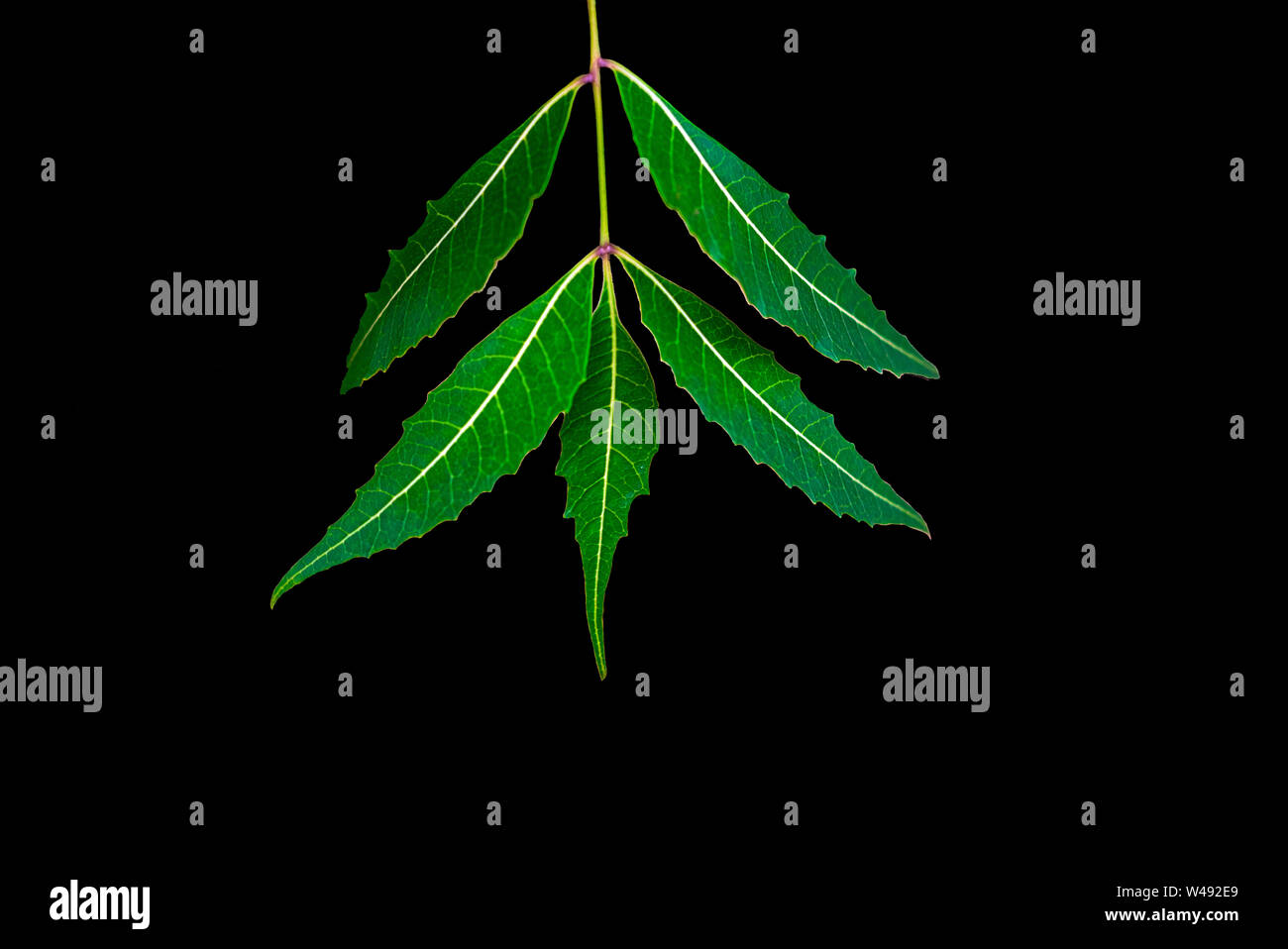 Isolated Leaf of neem tree or Azadirachta indica with pure black ...