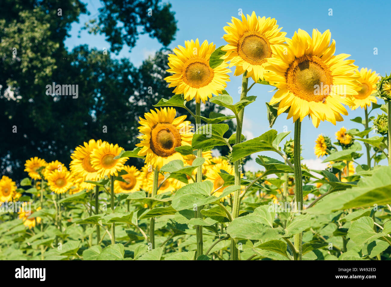 Sunflowers bloom on the field in Kiev region, Ukraine Stock Photo - Alamy