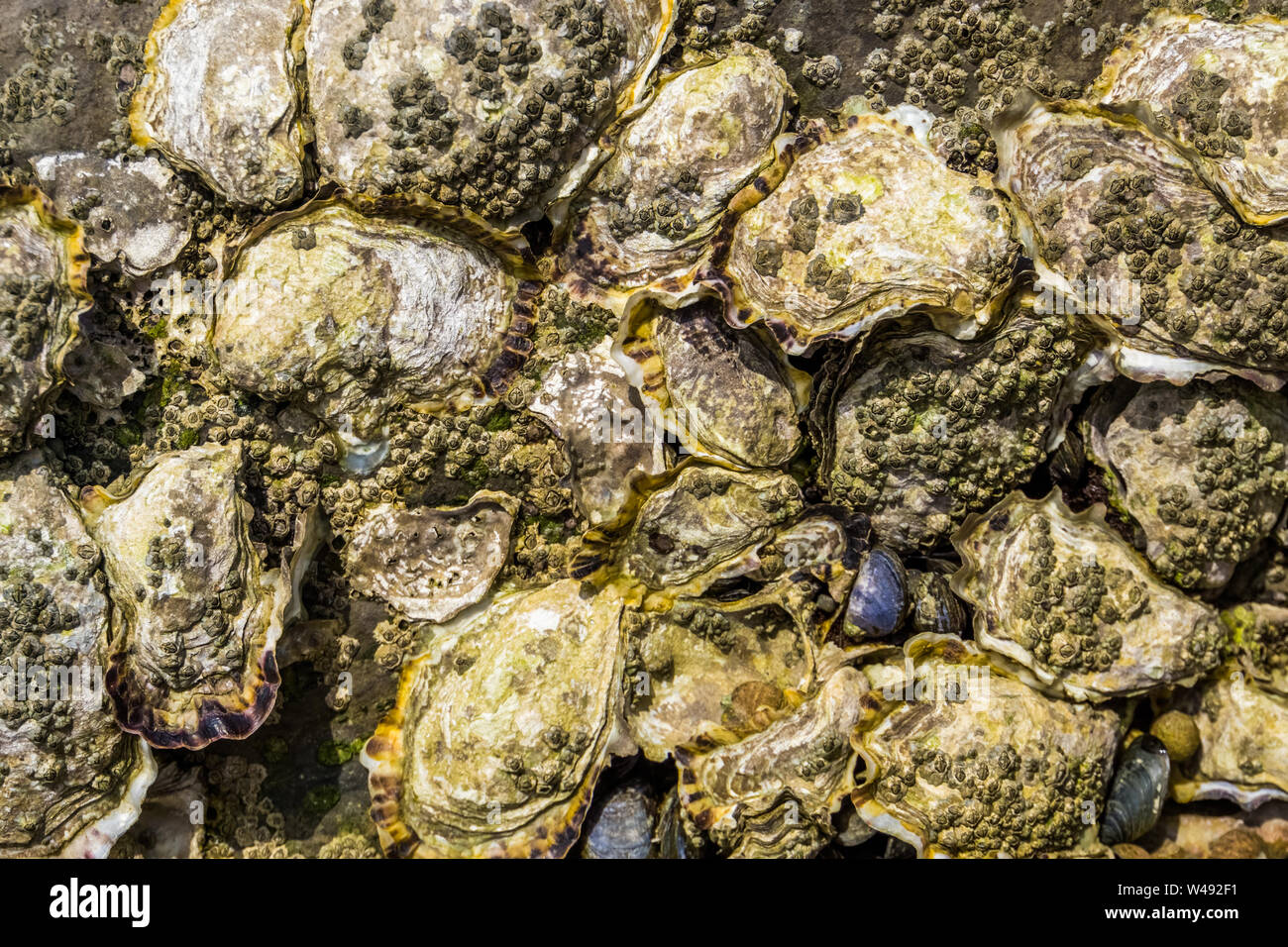 pattern of oyster shells on a rock, Beach background, seashells of molluscs Stock Photo - Alamy