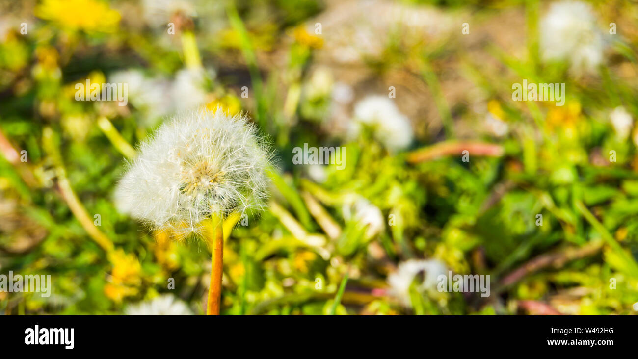 Dandelion seed dispersing hi-res stock photography and images - Alamy