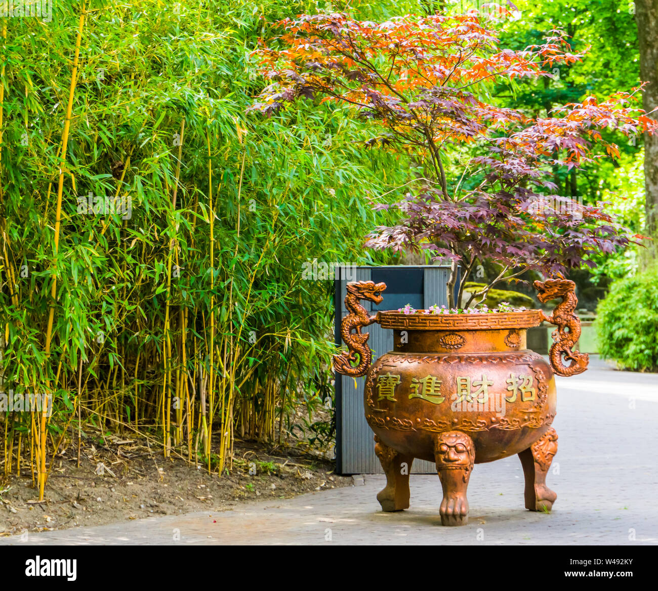 traditional japanese Cauldron planter with a acer tree, beautiful Asian ...