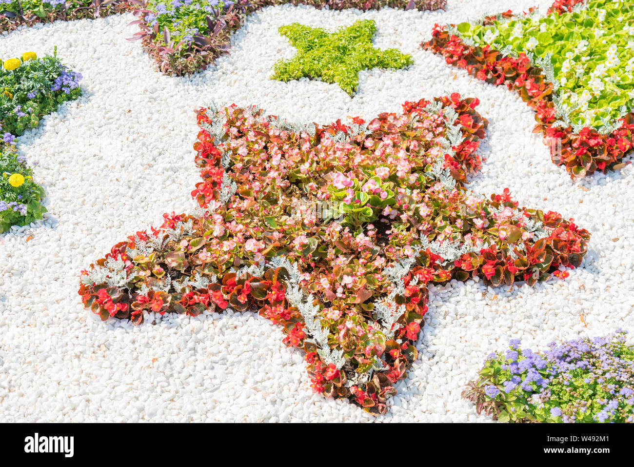 Stars of flowers. Flower bed in the form of a starry sky Stock Photo ...