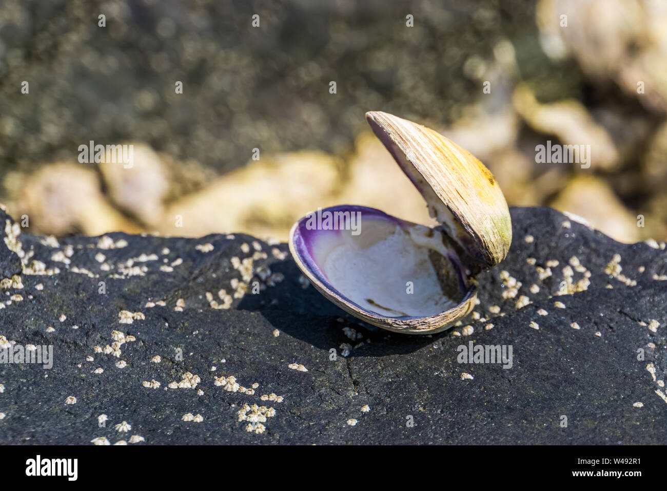 closeup of a opened sea shell at the beach, the house of a mollusk ...