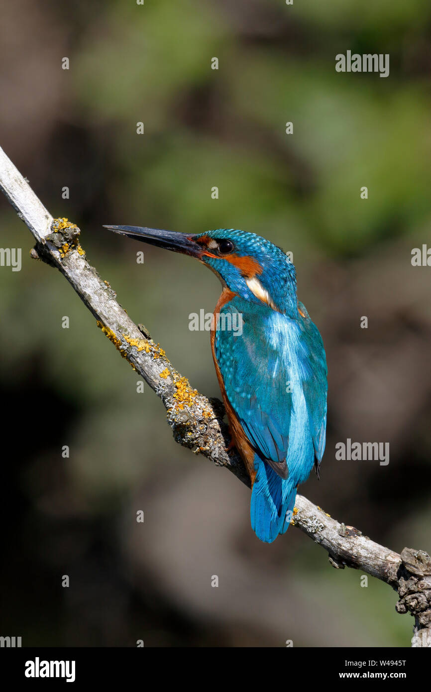 Common Kingfisher, Alcedo atthis, male bird on a perch above water with ...