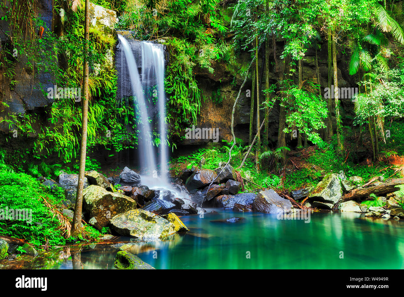 Jungle Queensland Australia