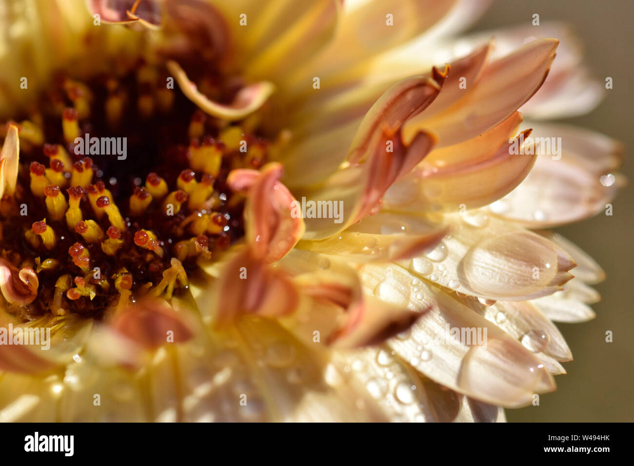 Calendula cream hi-res stock photography and images - Alamy