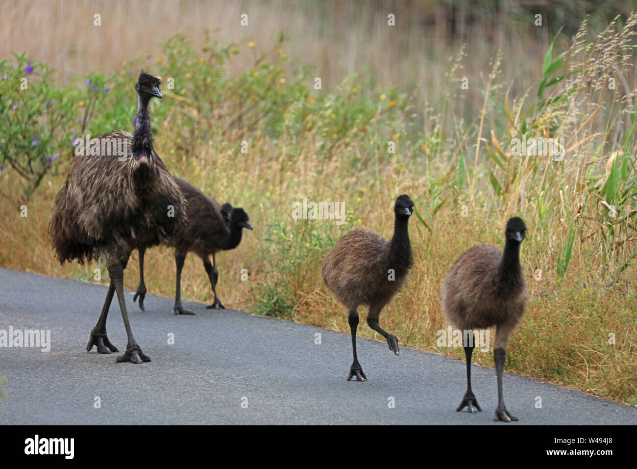 Emu with baby emus in Australia Stock Photo - Alamy