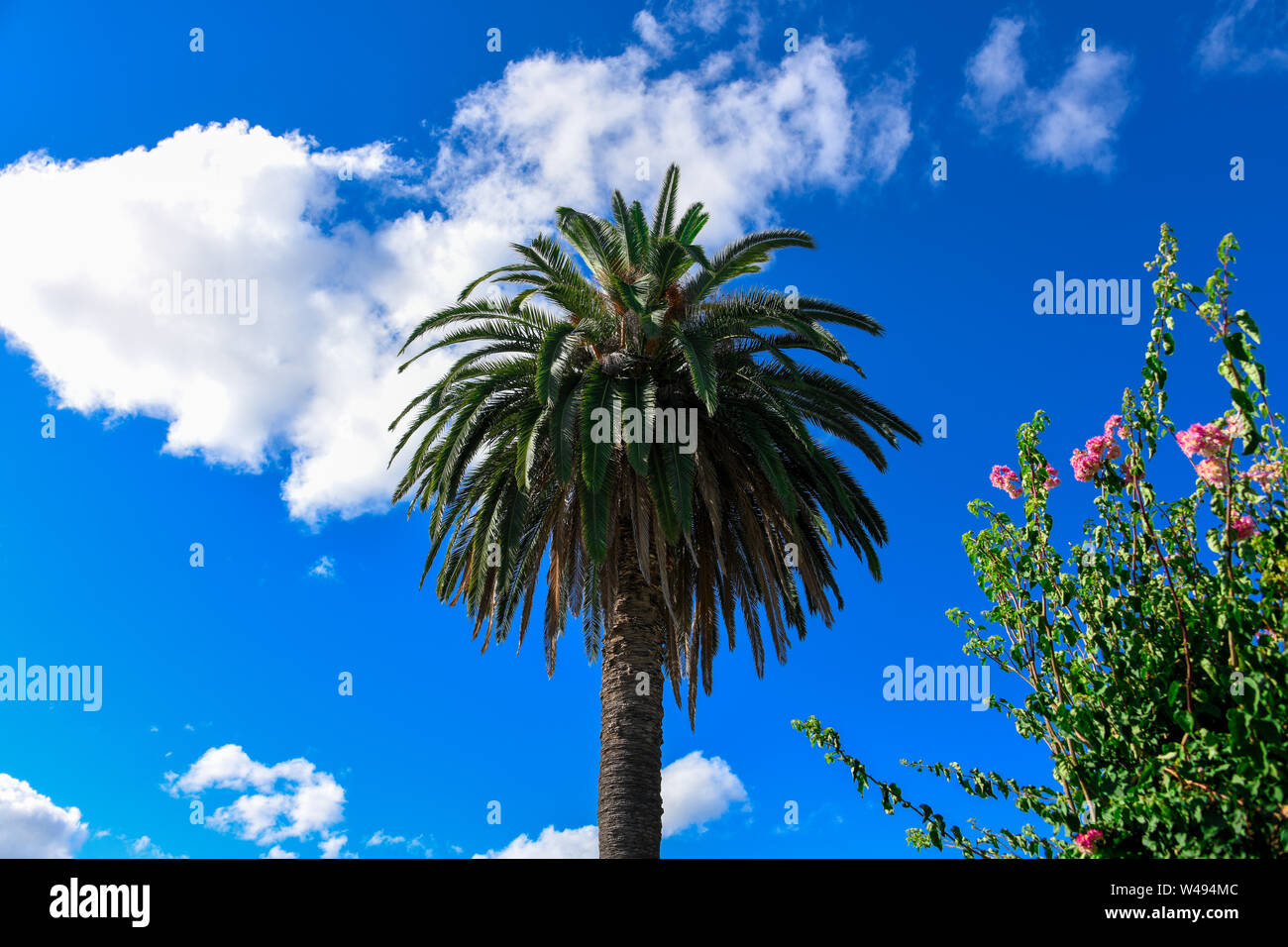 Australian tropical tree hi-res stock photography and images - Alamy