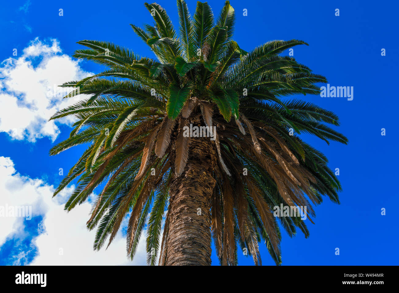 Australian tropical tree hi-res stock photography and images - Alamy