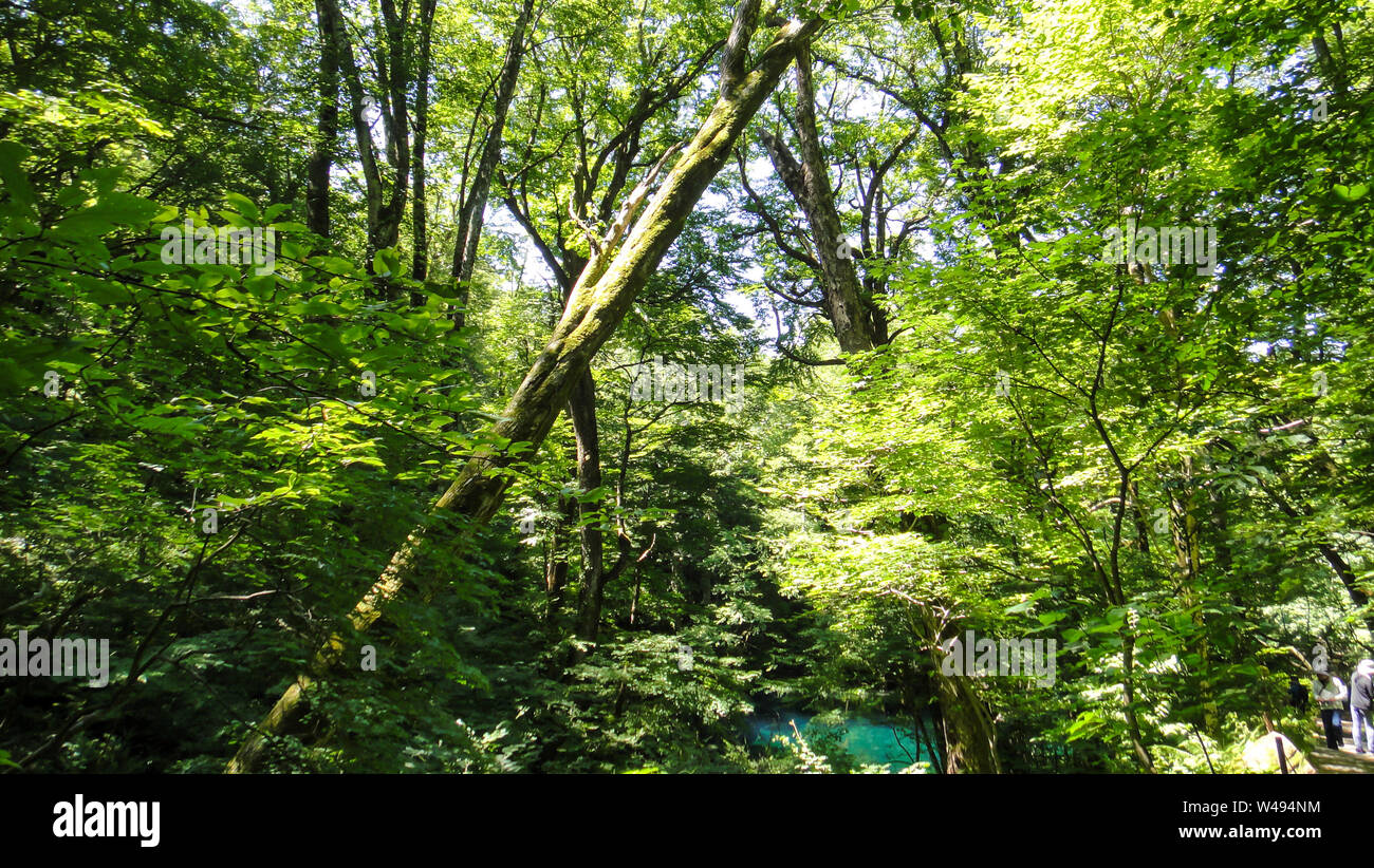 Shirakami mountains hi-res stock photography and images - Alamy