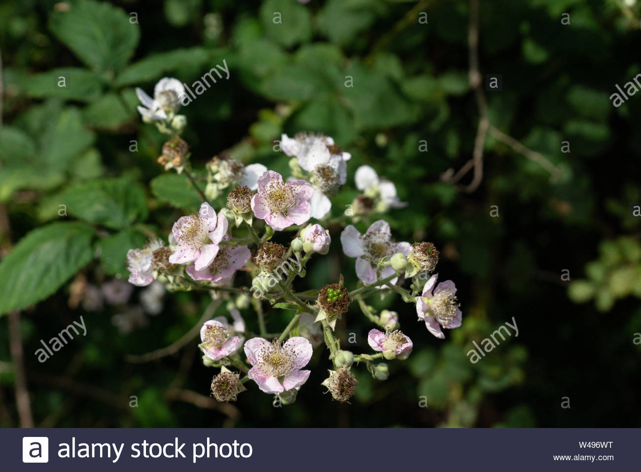 Bramble Bushes Flower High Resolution Stock Photography and Images - Alamy