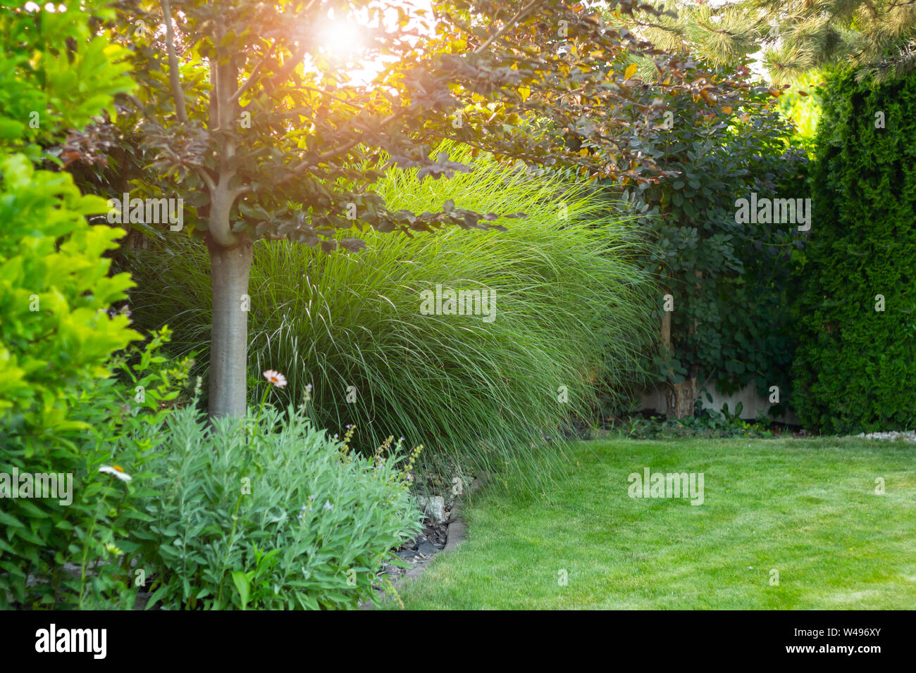 Decorative trees hi-res stock photography and images - Alamy