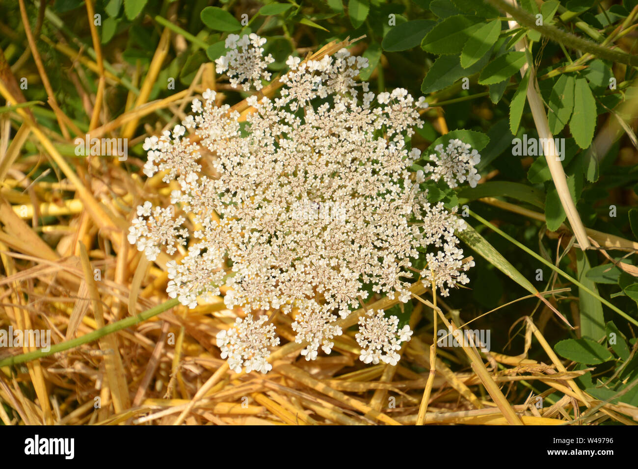 daucus carota single flower in front of straw, wild carrot or birds ...