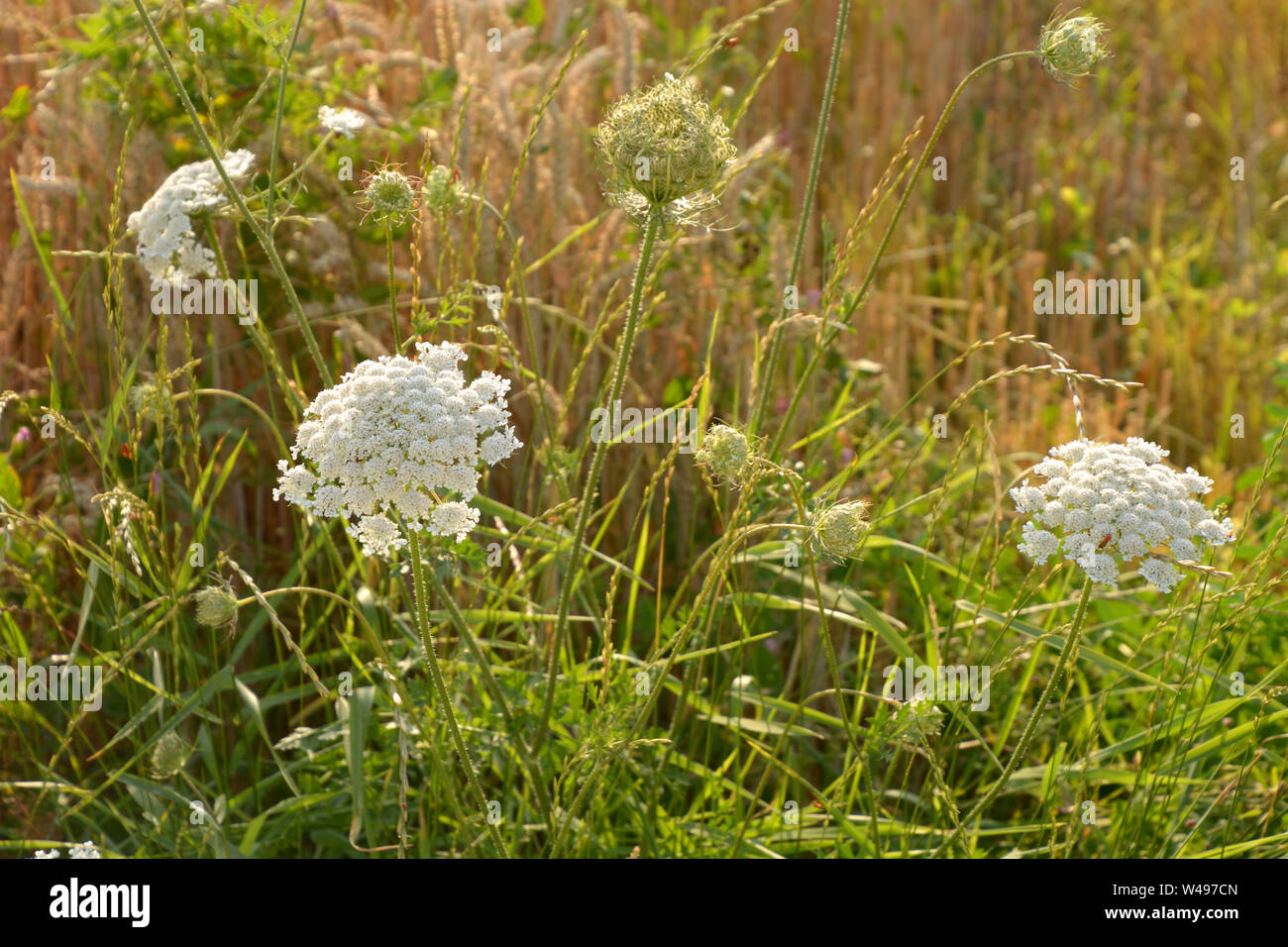 wild carrot plant with umbel and flowers, daucus carota or wild carrot ...