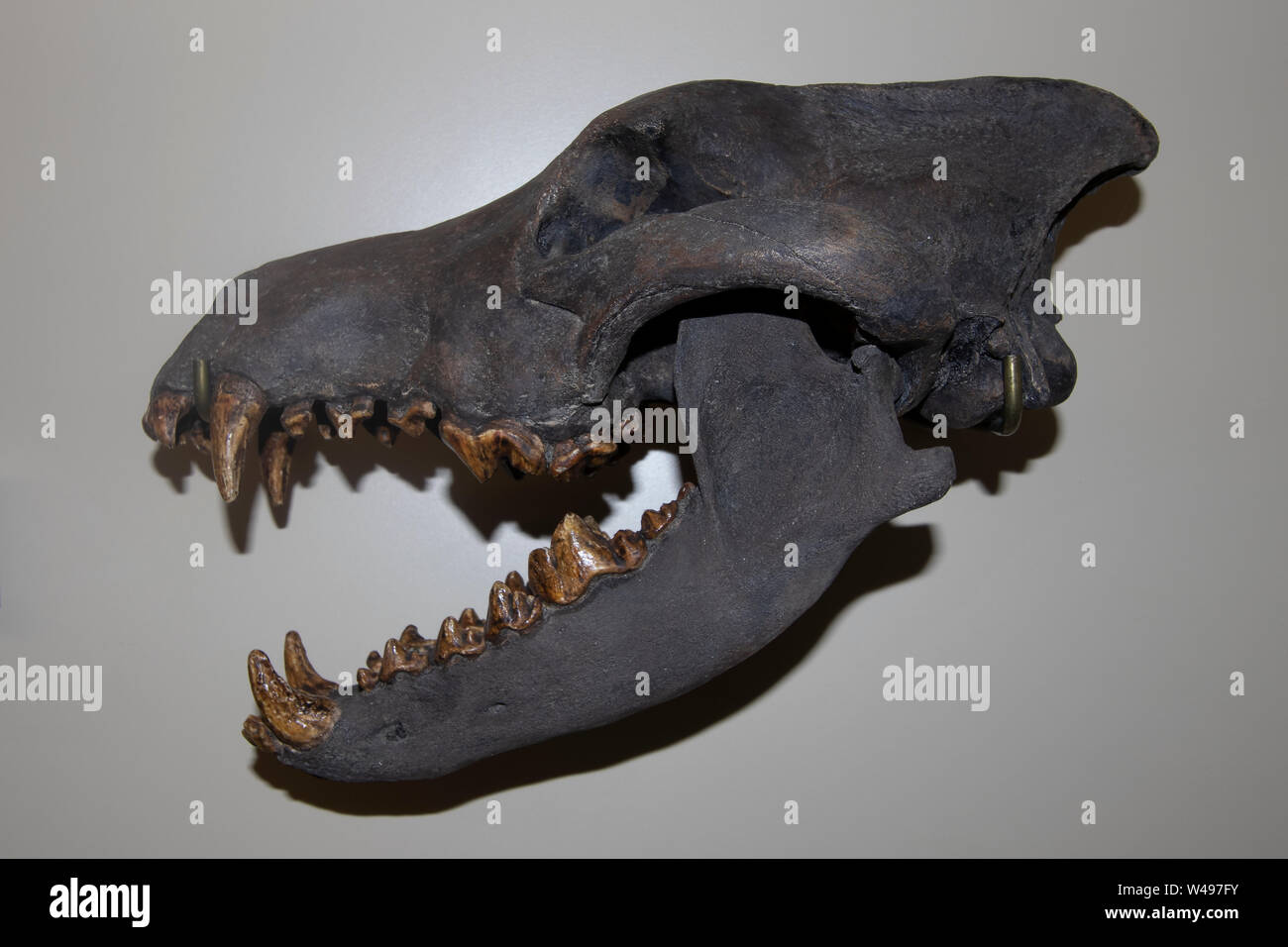 Prehistoric skull of a Dire Wolf, Canis dirus, from the Pleistocene 1.8 ...