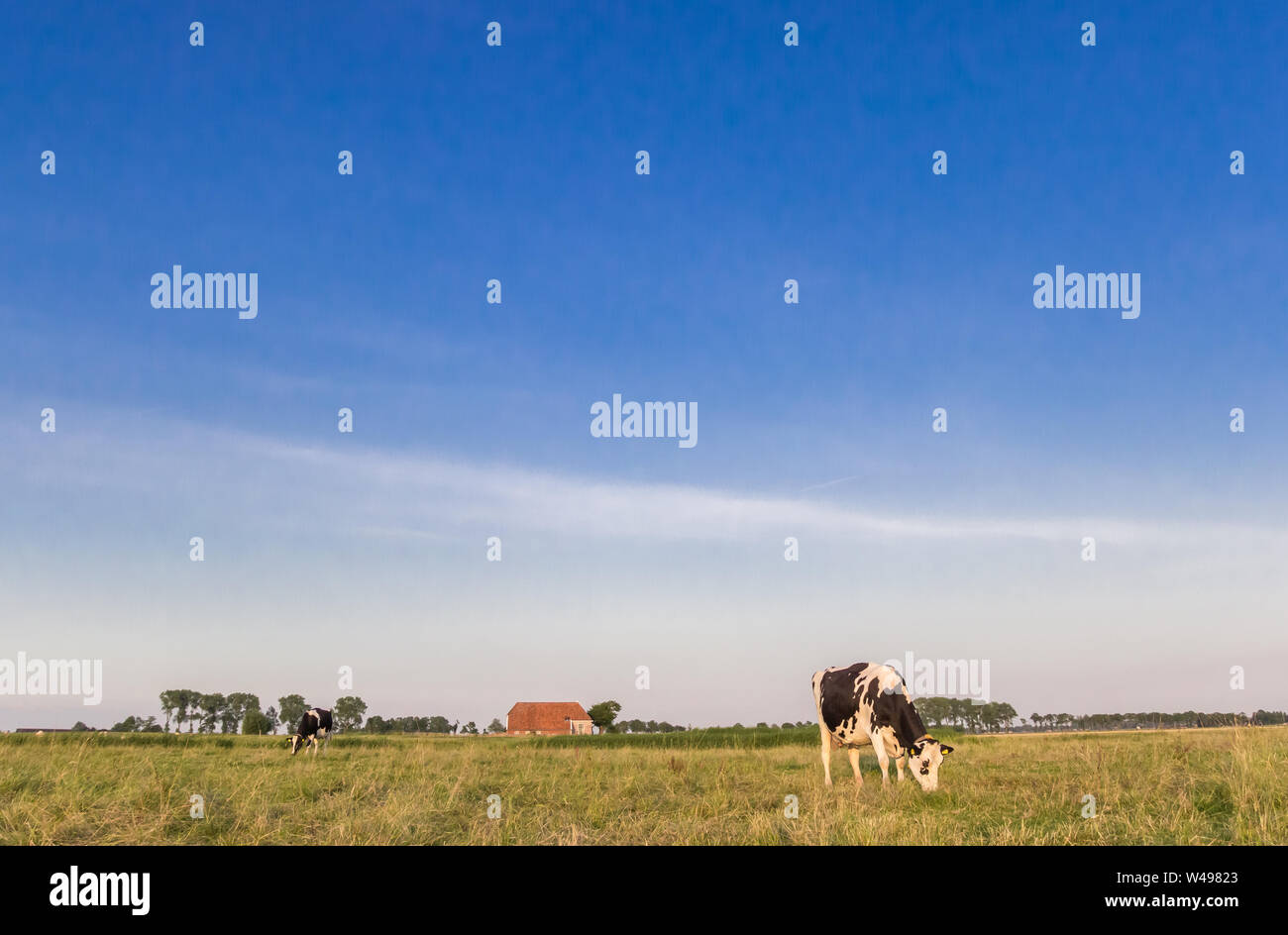 Little farm and dutch cows in Groningen, Netherlands Stock Photo - Alamy
