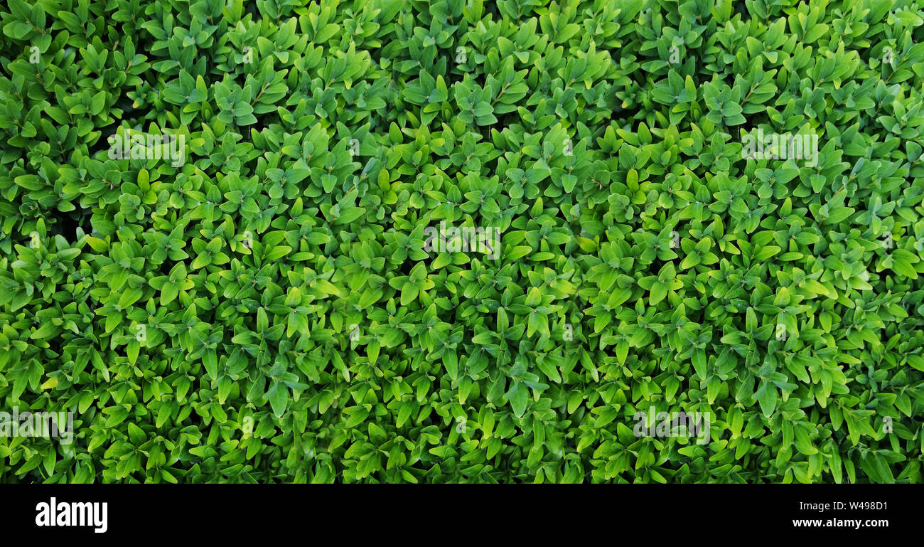 Banner for website Green Leaves background Stock Photo - Alamy