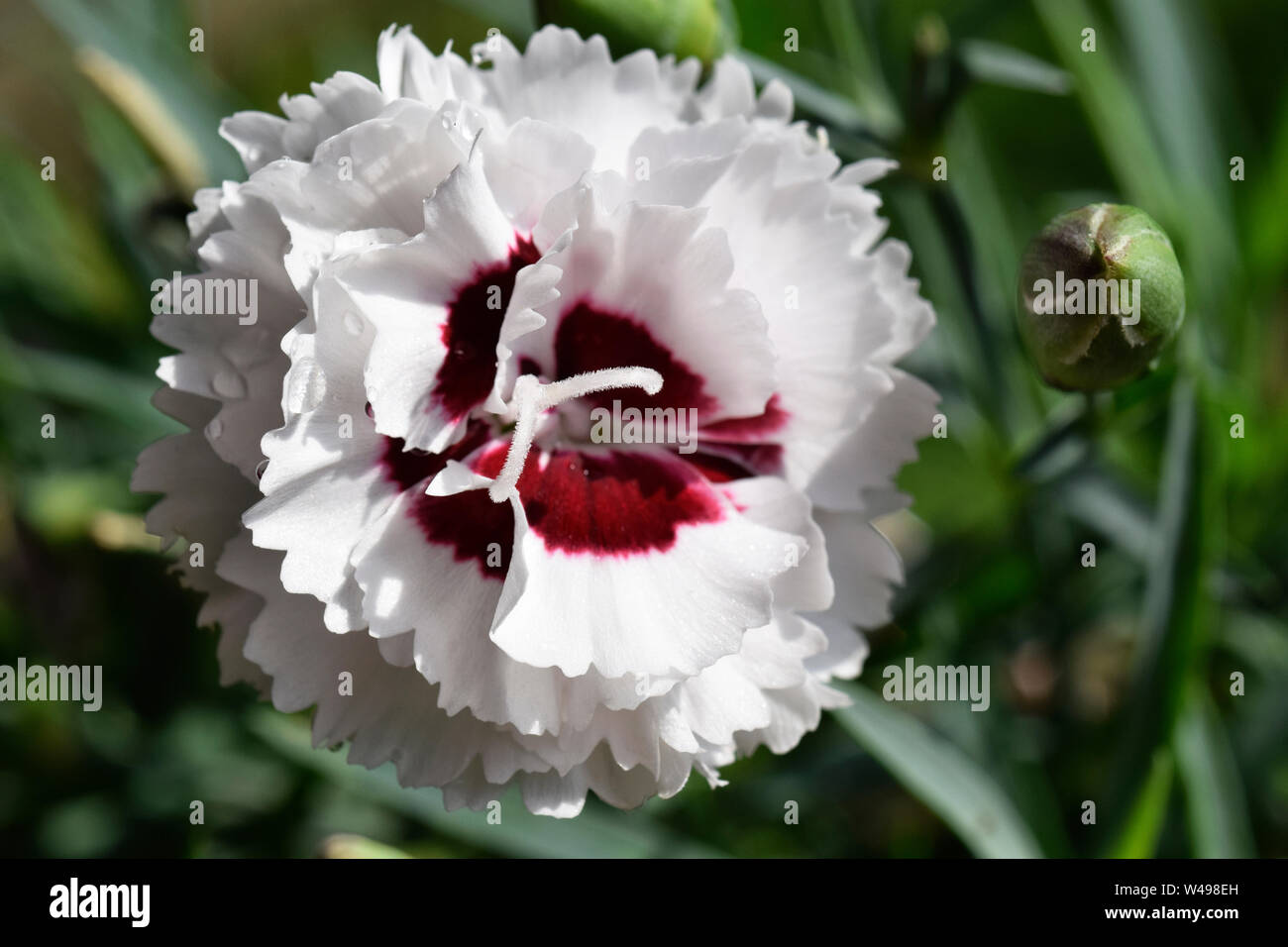 Dianthus Scent First, Coconut sundae Stock Photo - Alamy