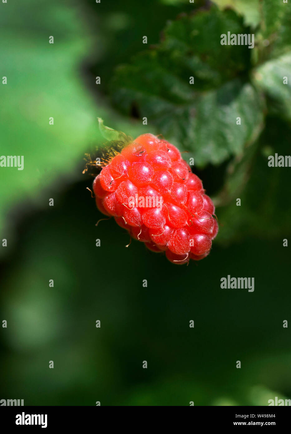 raspberry fruit growing on bush Stock Photo - Alamy