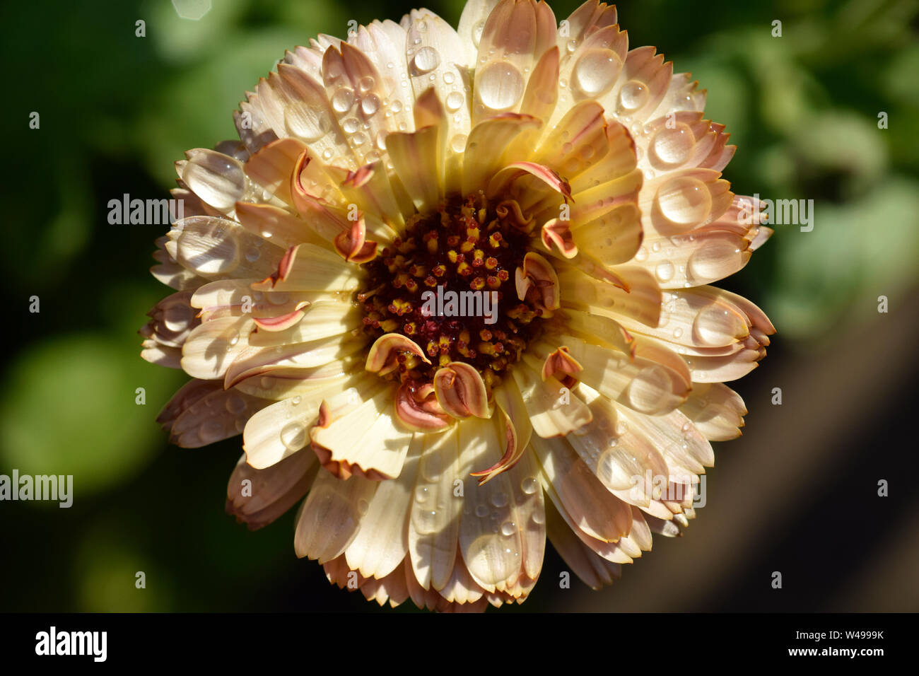Calendula cream hi-res stock photography and images - Alamy