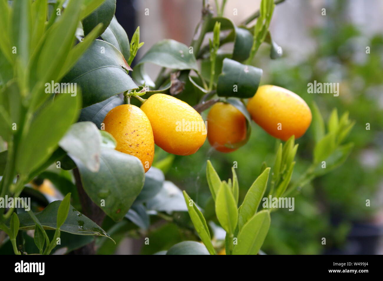 Kumquat fruits. Foliage and oval fruit Stock Photo - Alamy