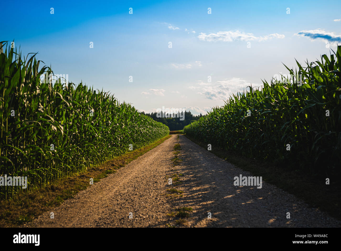 Dirt road through maize fields on countryside. Rural background Stock ...