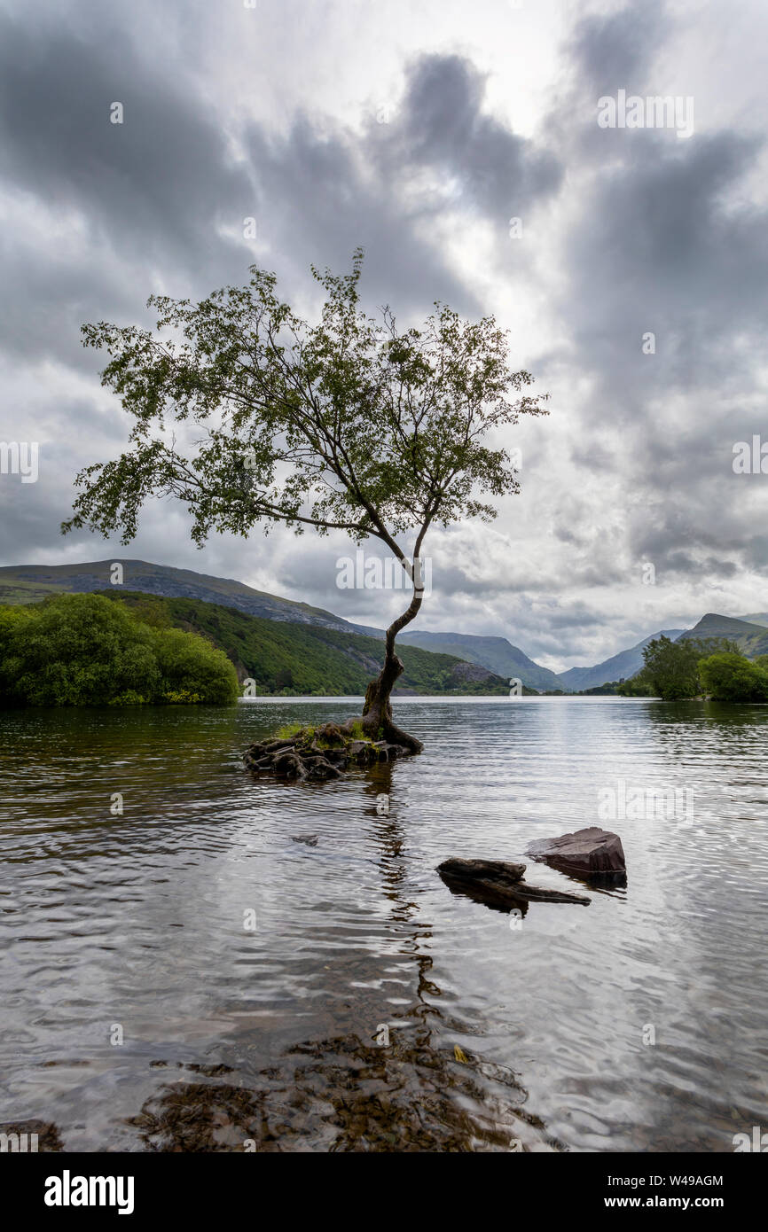 Lone tree llanberis hi-res stock photography and images - Alamy