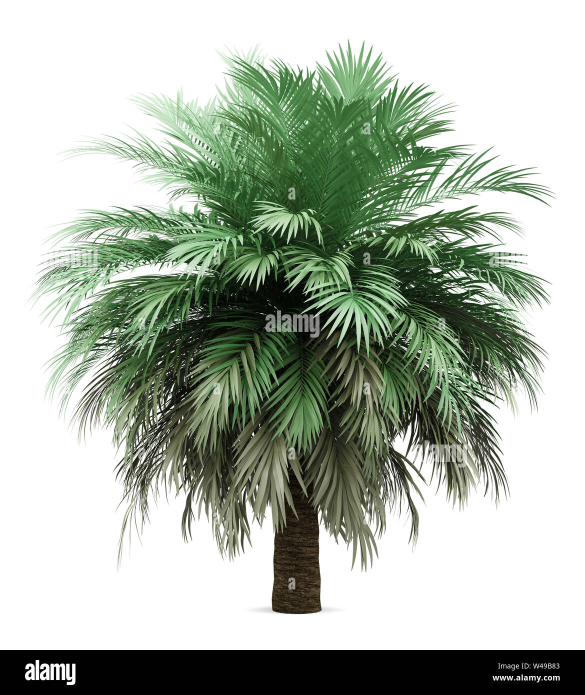 Butia palm hi-res stock photography and images - Alamy