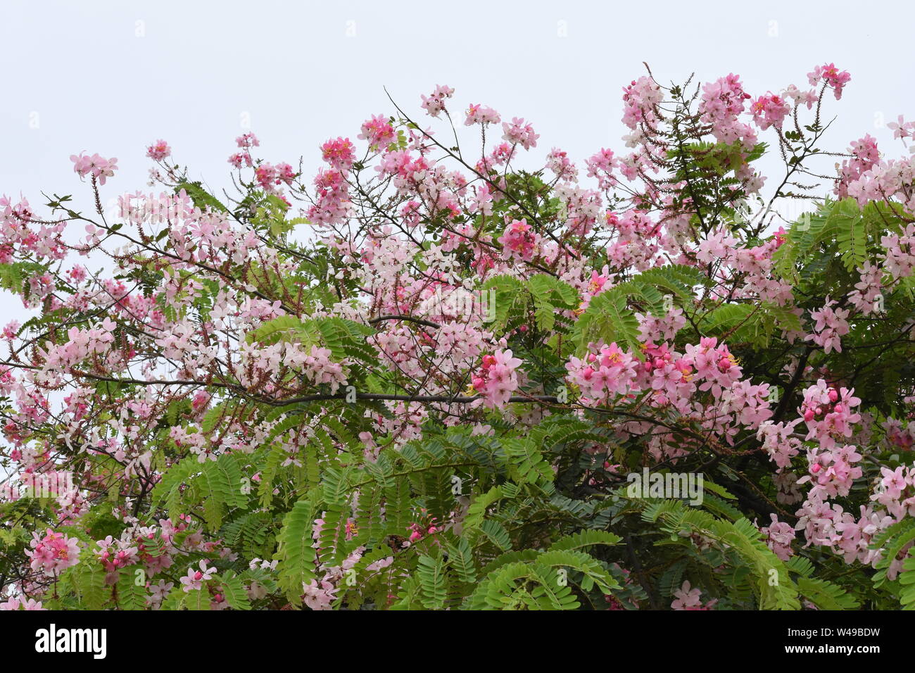 Burmese Pink Cassia Tree bearing flowers Stock Photo - Alamy