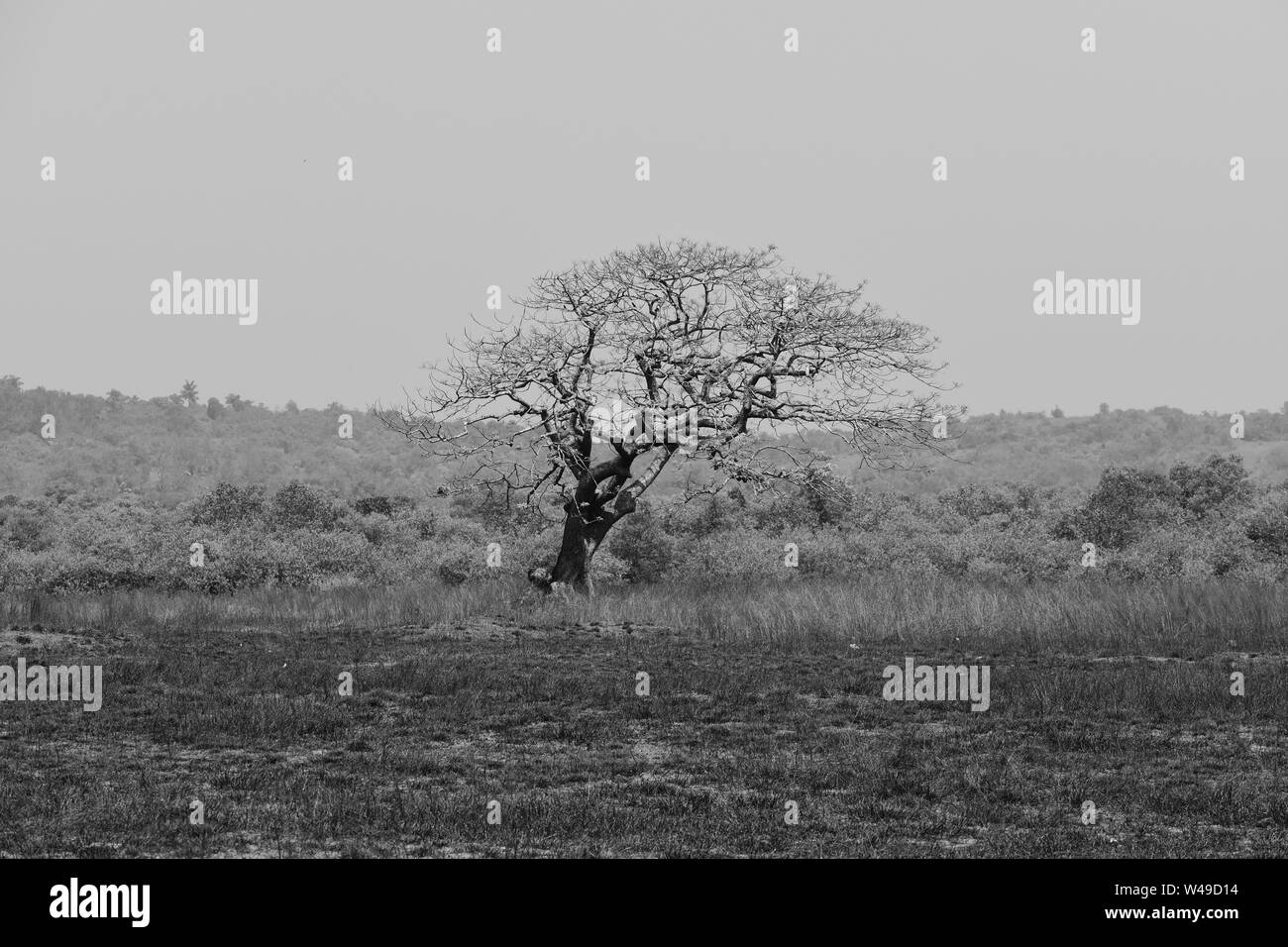 Divar island goa hi-res stock photography and images - Alamy