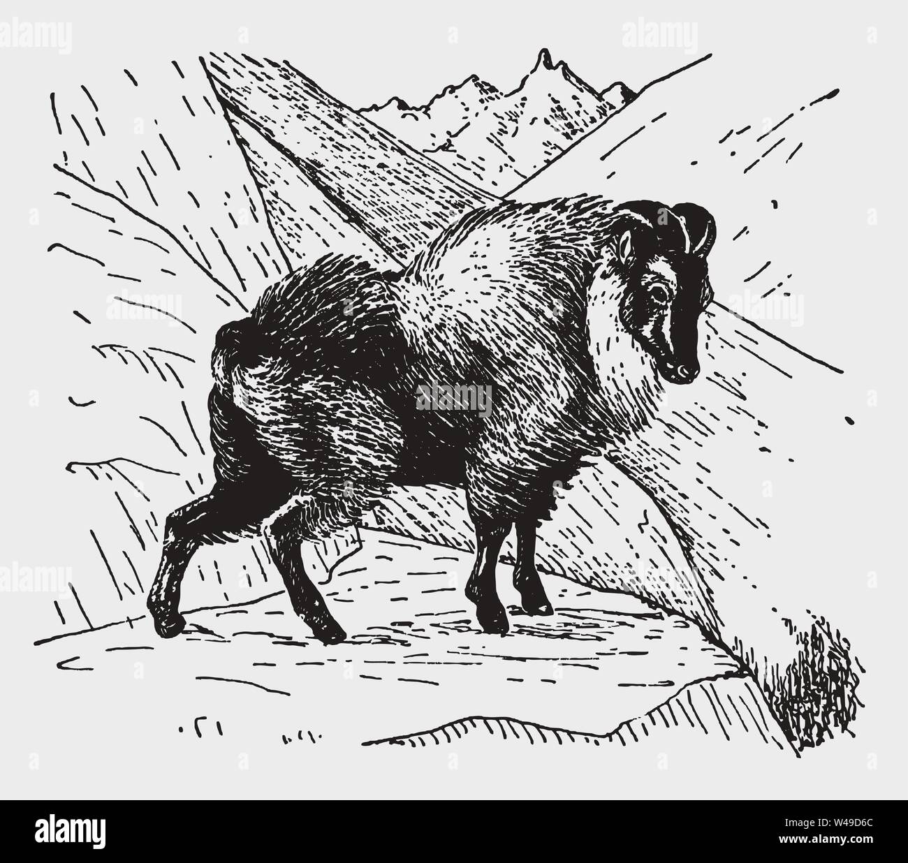 Himalayan tahr Stock Vector Images - Alamy