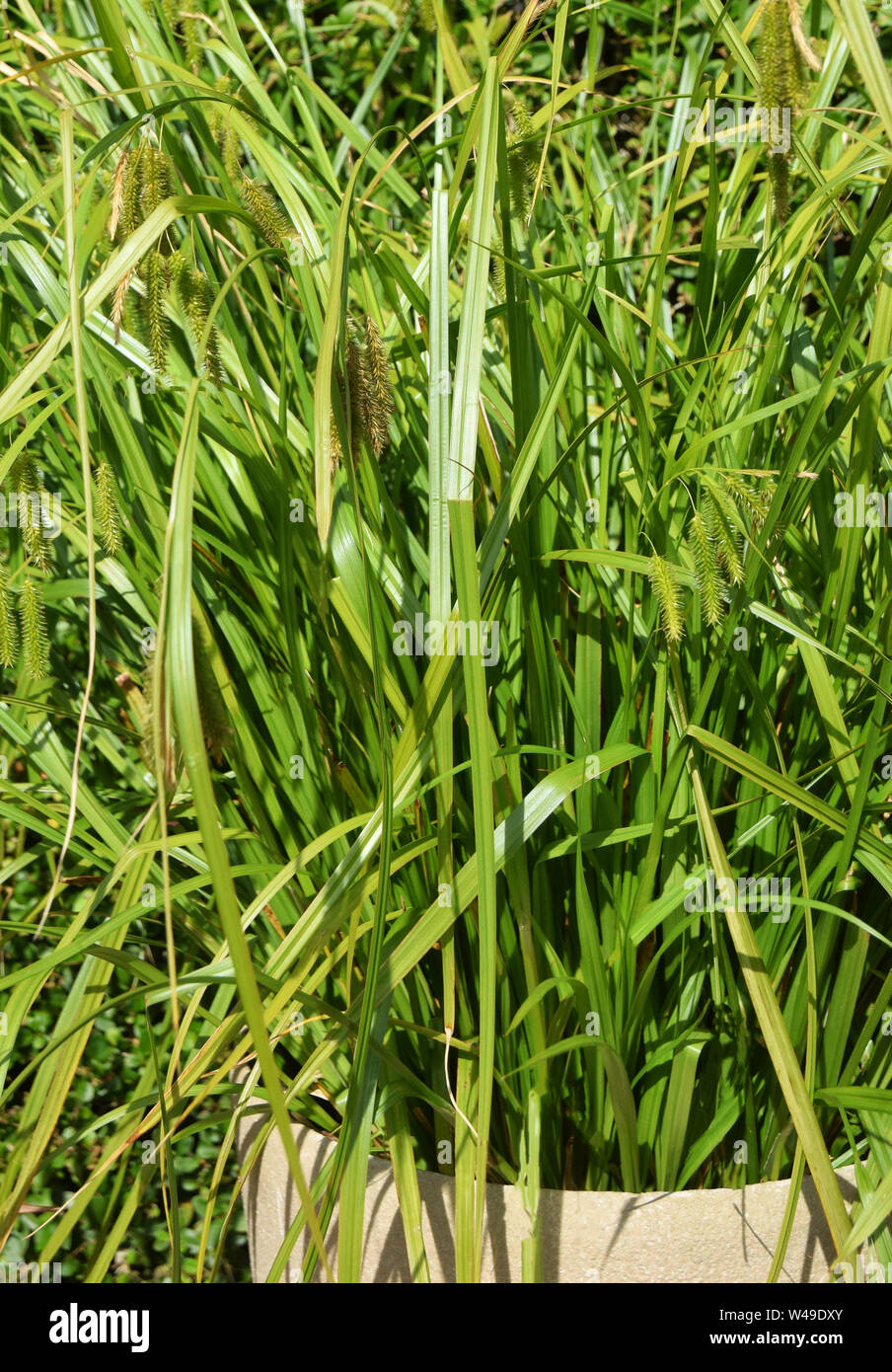 Ornamental grass in container Stock Photo - Alamy