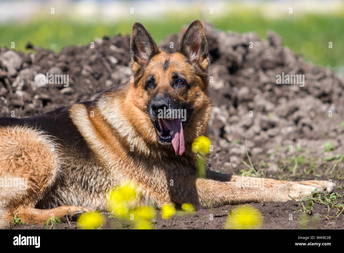 A shepherd dog lies on the ground with an open maw and a long tongue ...