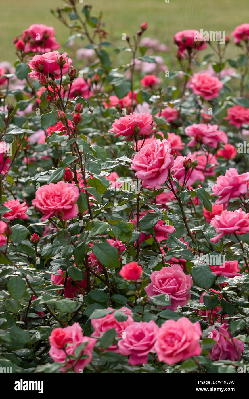 Rain falling blooming flowers hi-res stock photography and images - Alamy