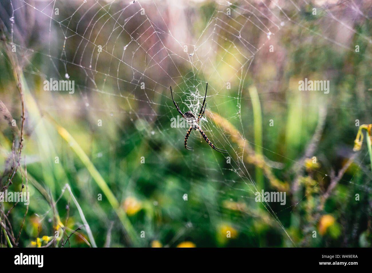Intricate web of the Banded Garden Spider Stock Photo - Alamy