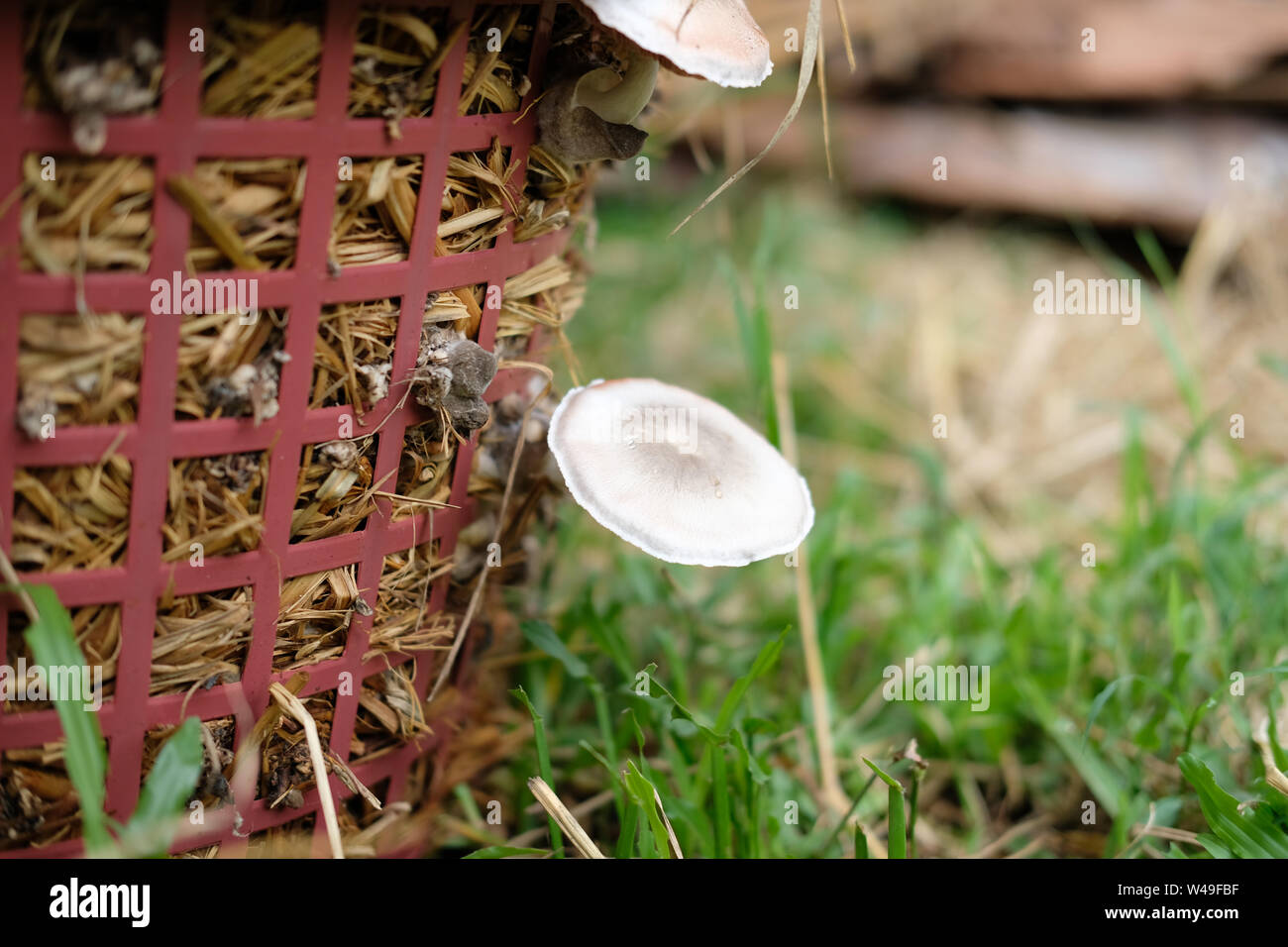 Volvariella Volvacea Cultivation
