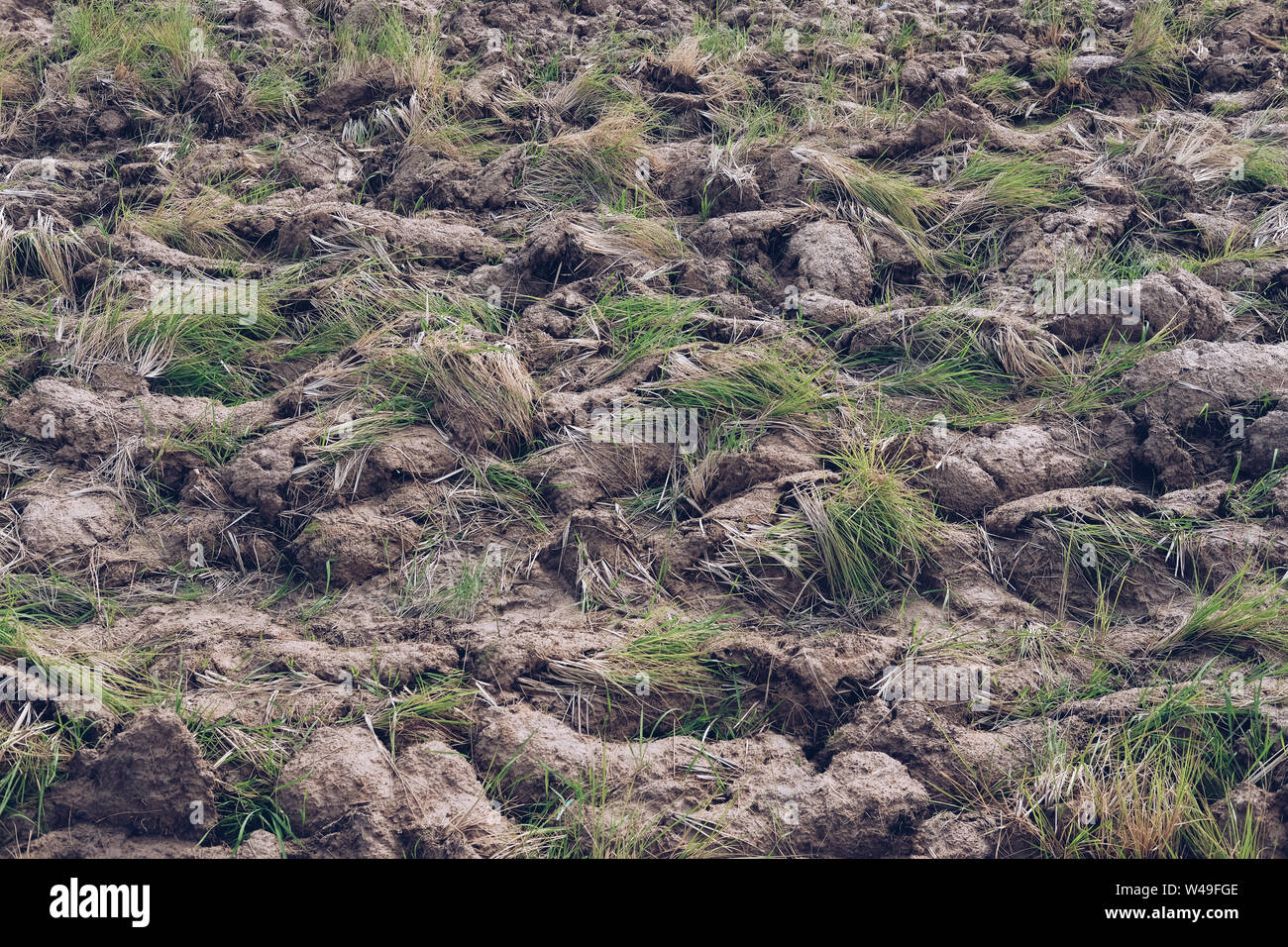 rice growing in paddy field in rural Thailand Stock Photo - Alamy
