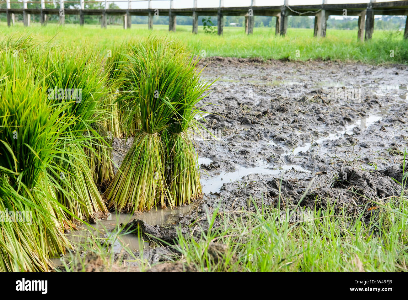 rice plant seedlings for growing in paddy field in rural Thailand Stock ...