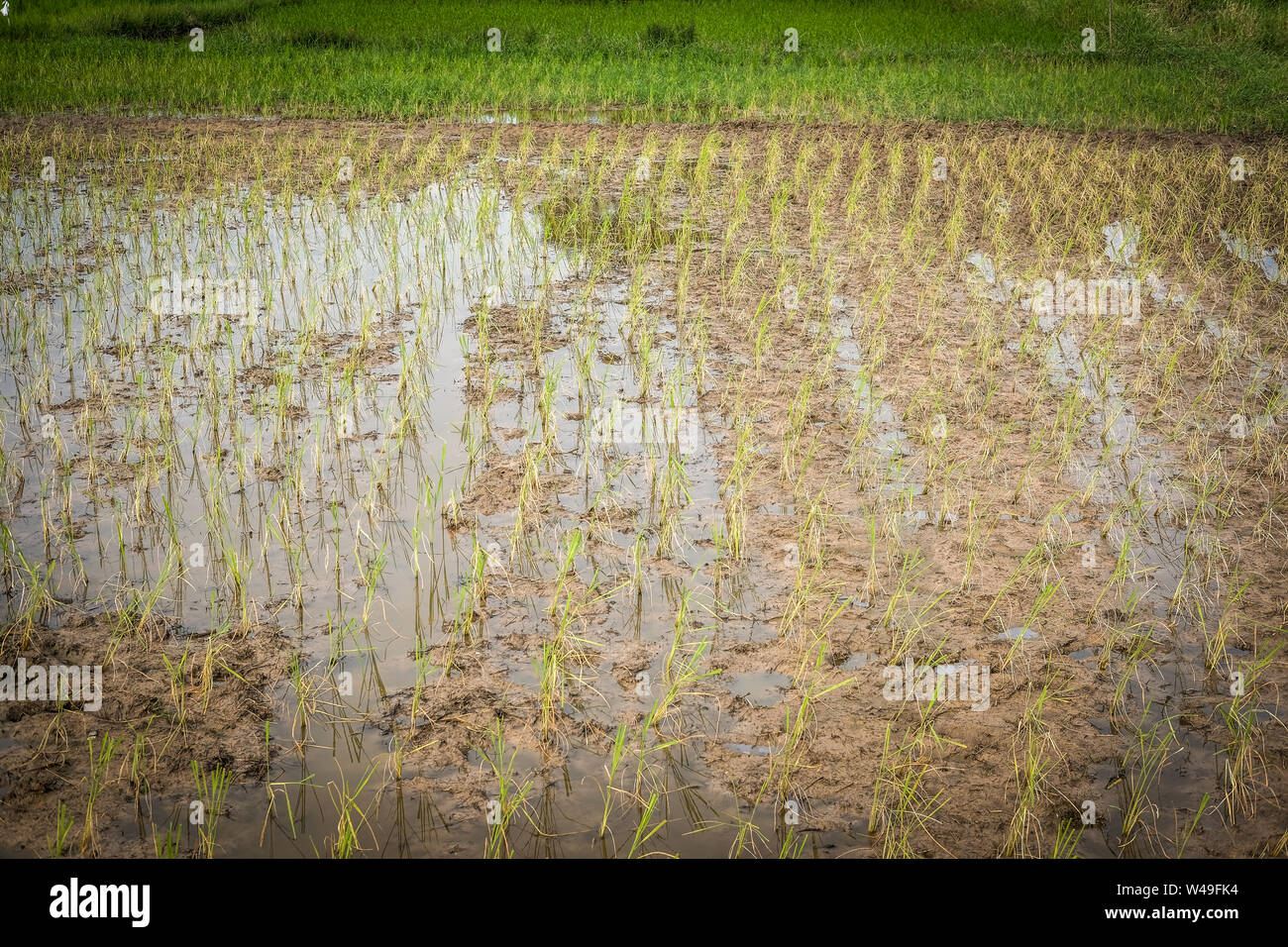 rice growing in paddy field in rural Thailand Stock Photo - Alamy