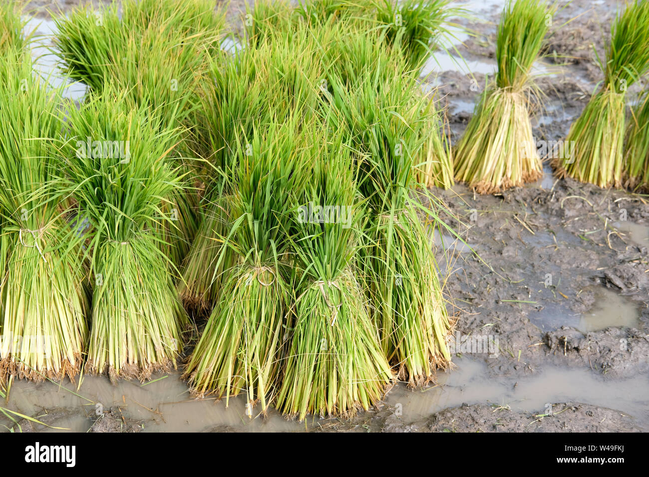 rice plant seedlings for growing in paddy field in rural Thailand Stock ...